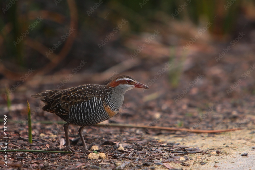 Buff-banded Rail - Native Australian Bird Stock Photo | Adobe Stock