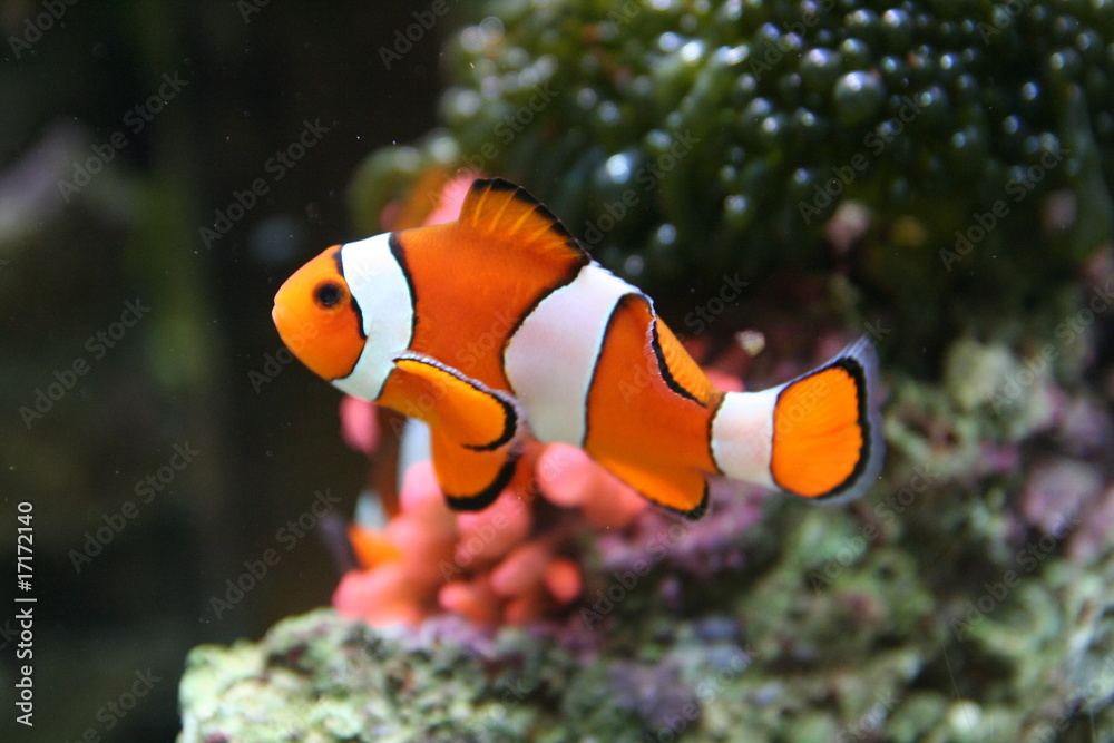 Nemo, The Clownfish Stock Photo | Adobe Stock