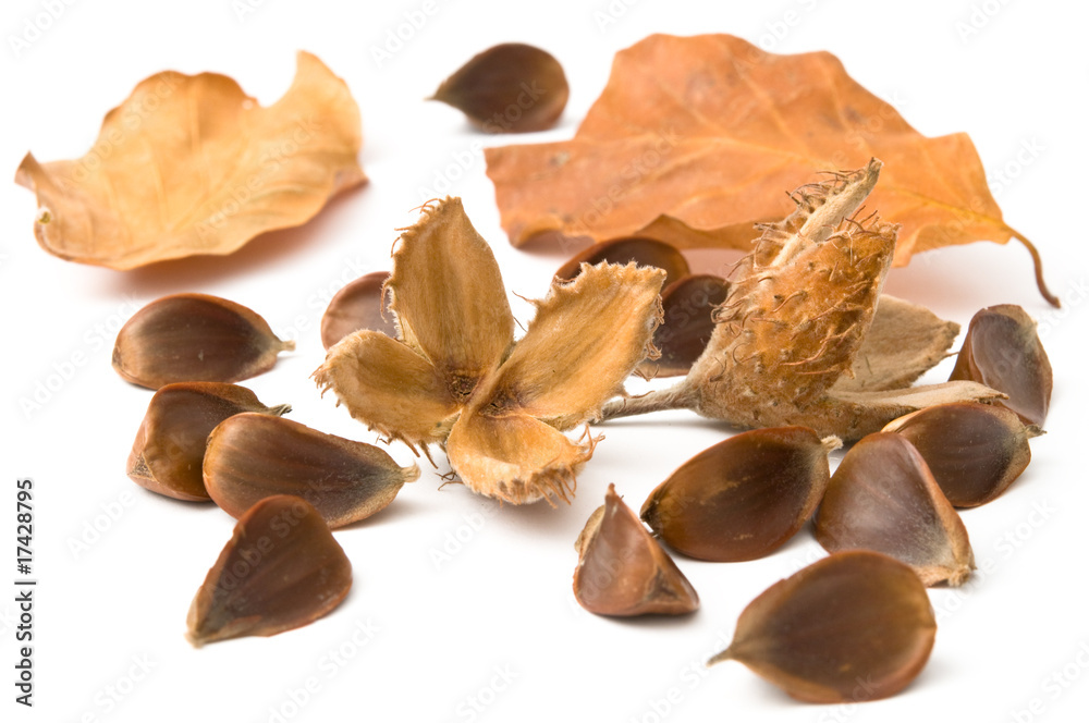 Bucheckern Stock-Foto | Adobe Stock