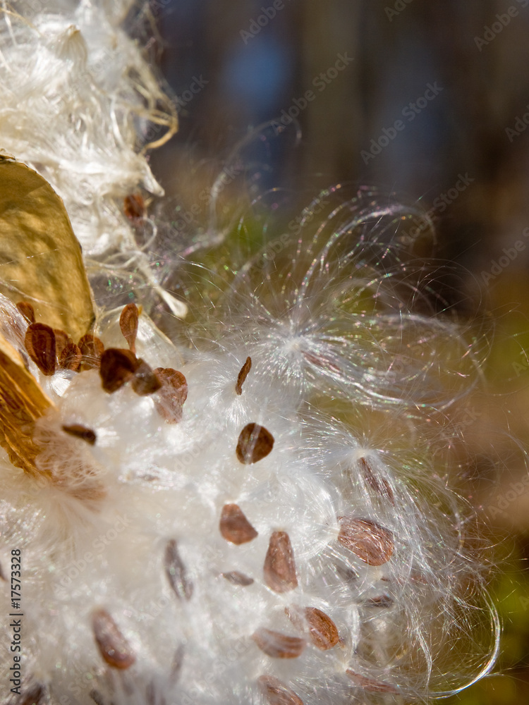 Milkweed Silk and Seeds Stock Photo | Adobe Stock