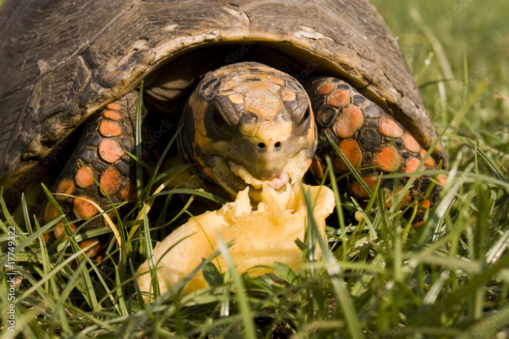 Morrocoy foto de Stock | Adobe Stock