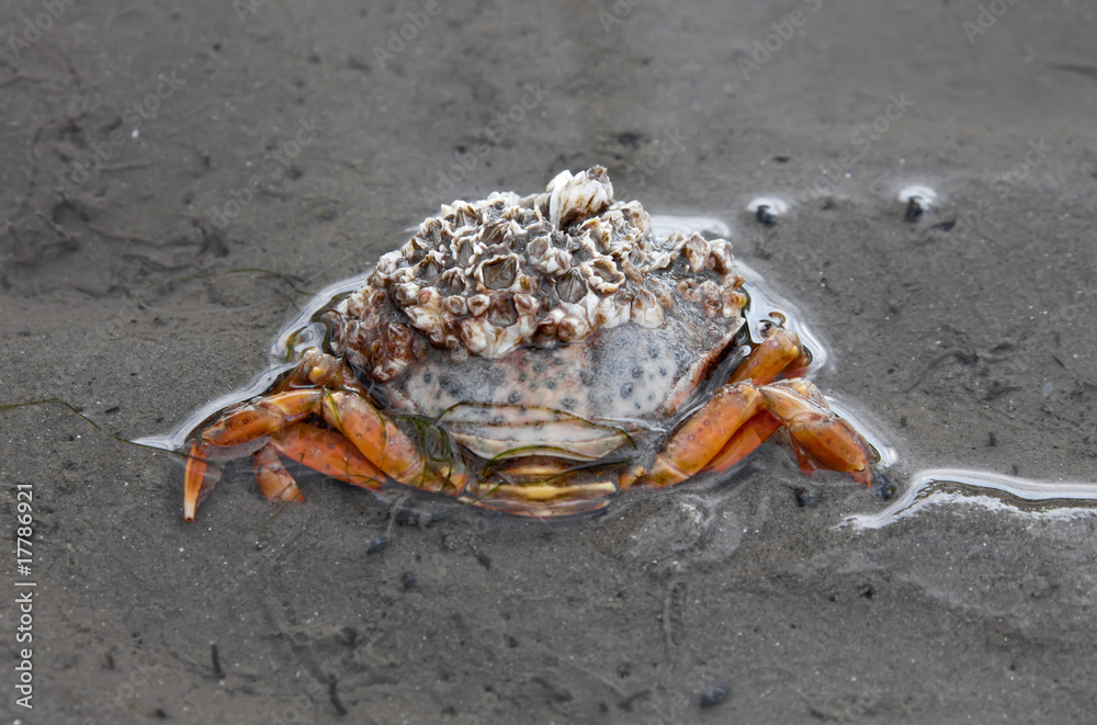 Krabbe Stock Photo | Adobe Stock