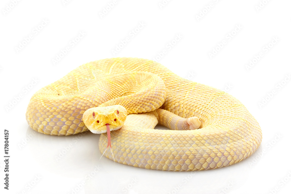 Albino Eastern Diamondback Rattlesnake