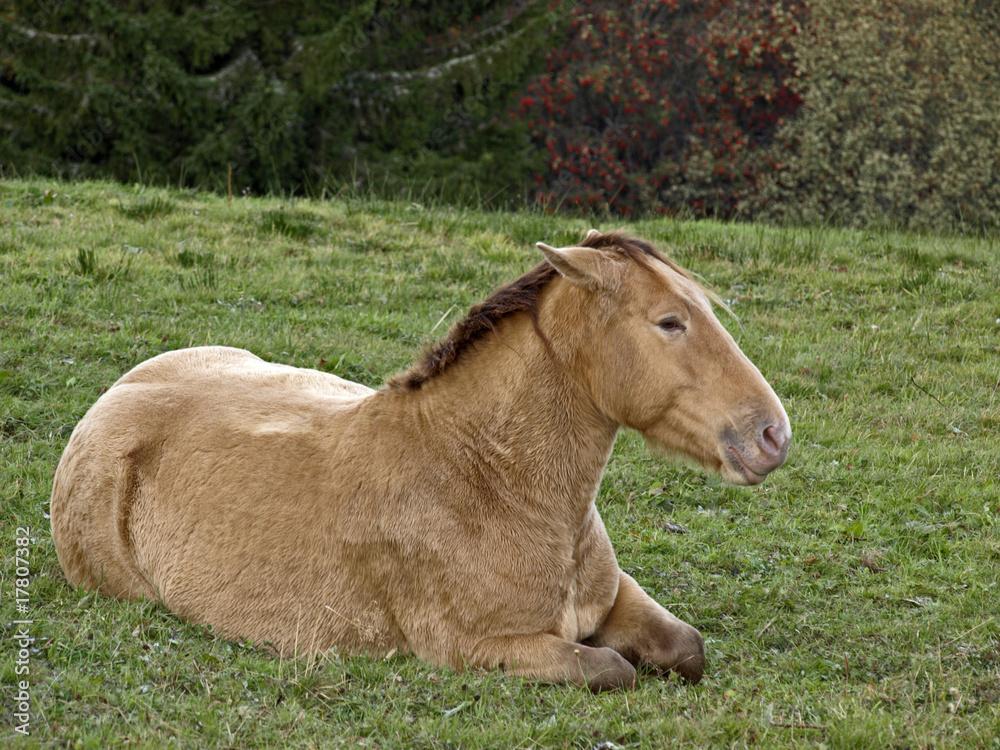 CHEVAL COUCHE Photos | Adobe Stock