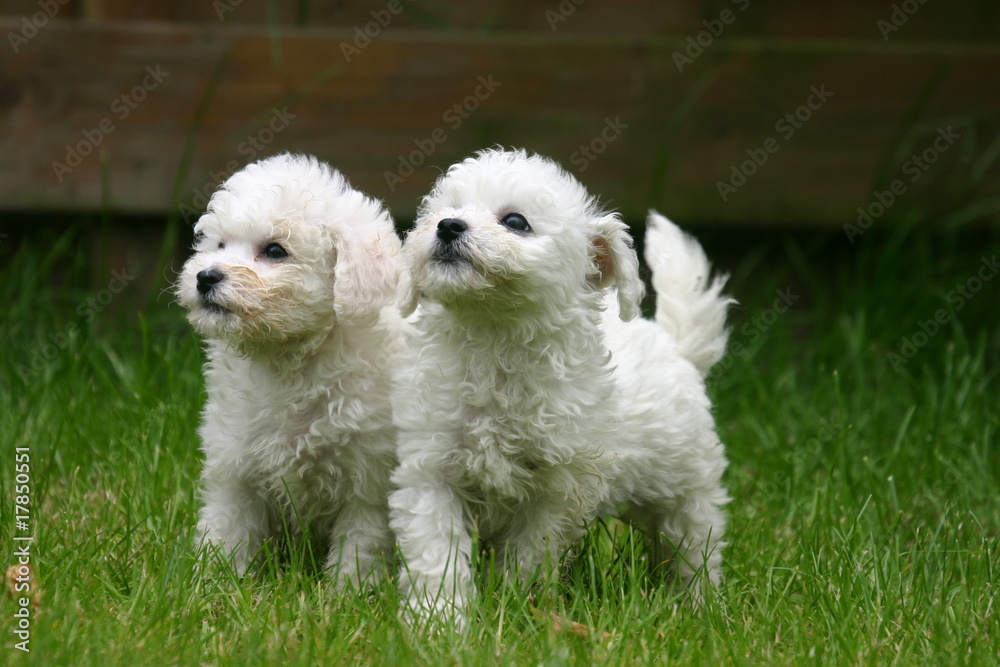 deux adorables chiots bichons frisés dans le jardin Stock Photo | Adobe ...