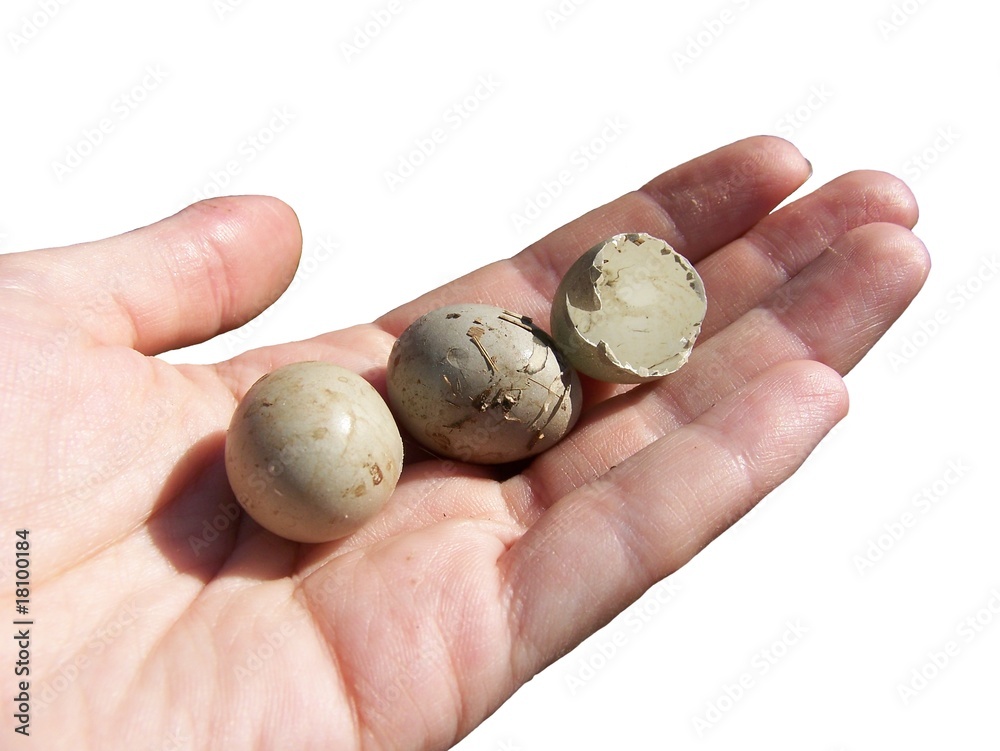 uova di upupa Stock Photo | Adobe Stock