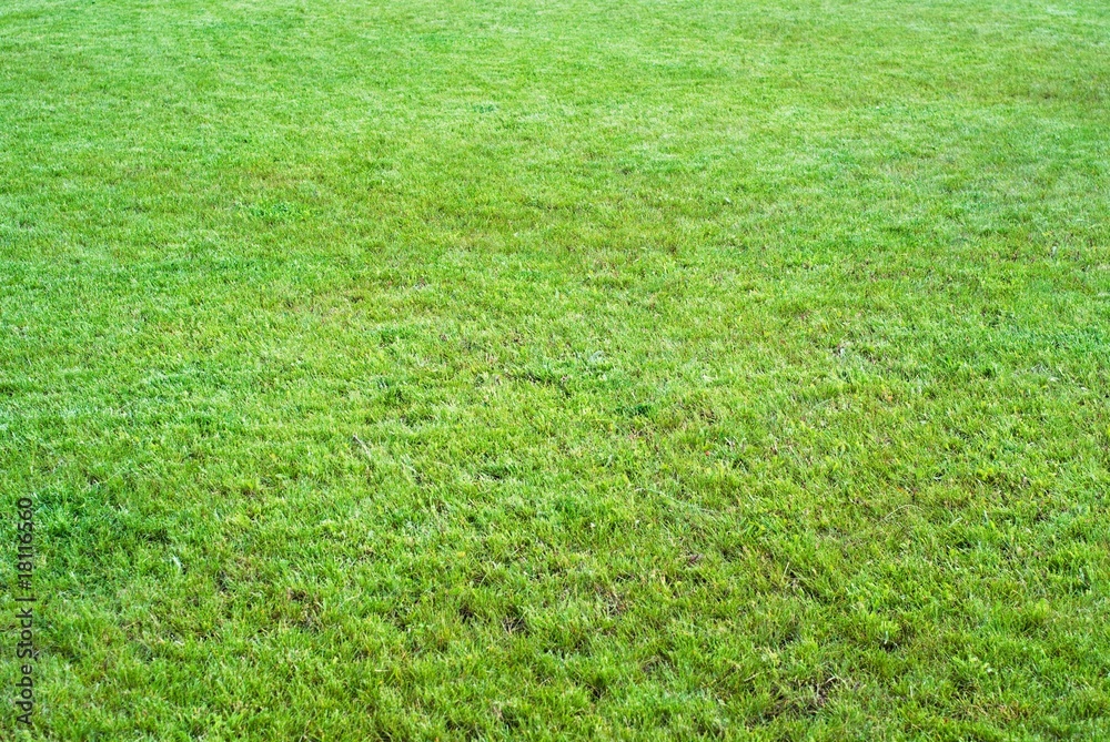 light green grass Stock Photo | Adobe Stock