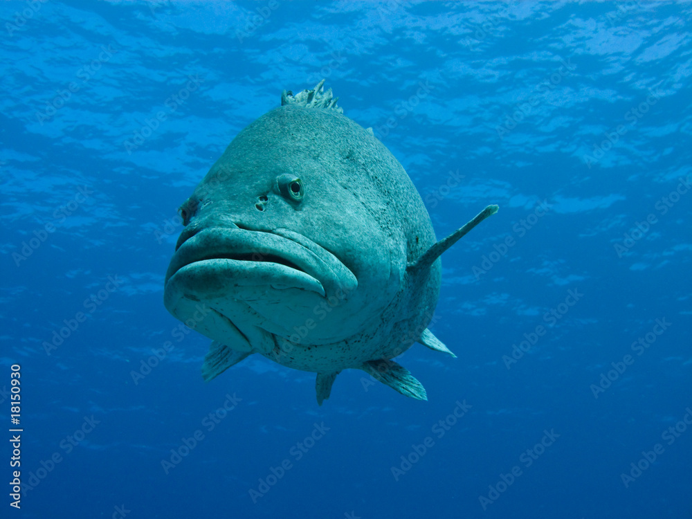 Giant Potato Cod (Epinephelus tukula) Great Barrier Reef Stock Photo ...