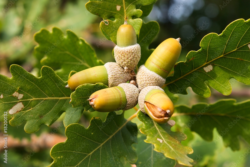 gland fruit du chêne Stock Photo | Adobe Stock