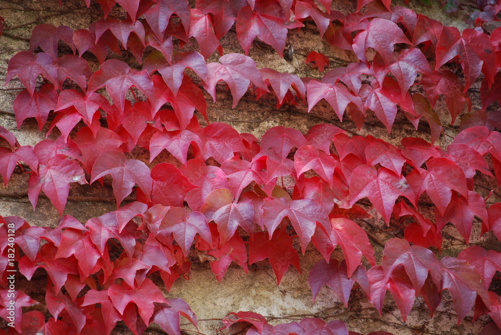 Mur de feuilles de lierre rouges Stock Photo | Adobe Stock