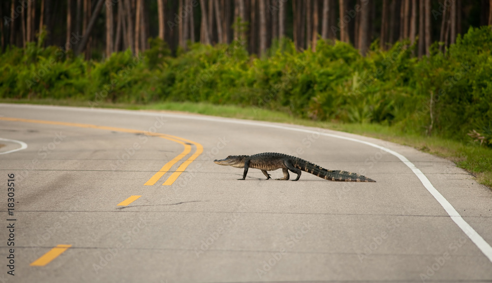 Alligator crossing the road Stock Photo | Adobe Stock