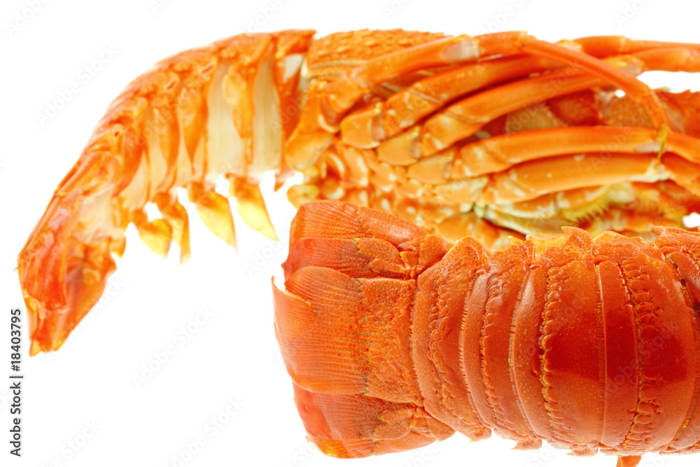 queues langouste rouge fond blanc Stock Photo | Adobe Stock
