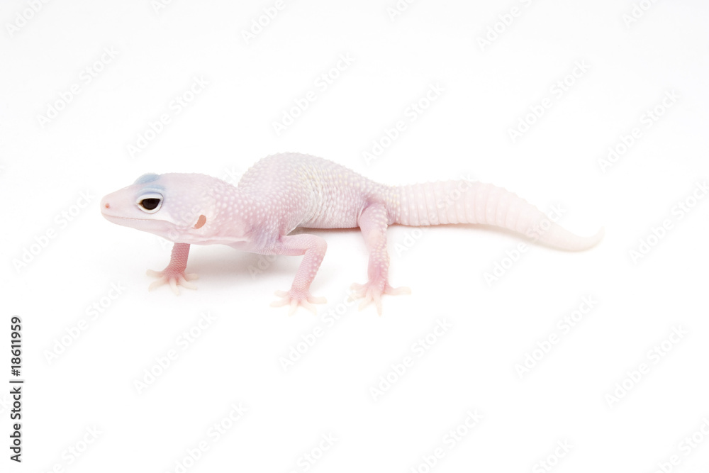 Blazing Blizzard Leopard Gecko