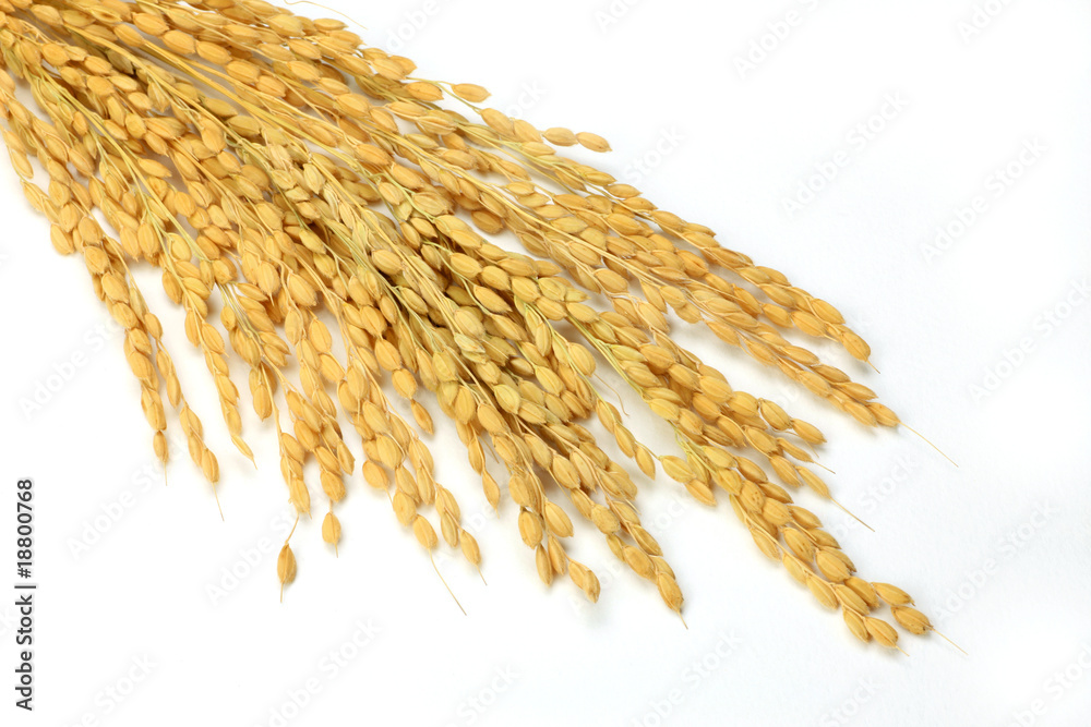 rice Stock Photo | Adobe Stock