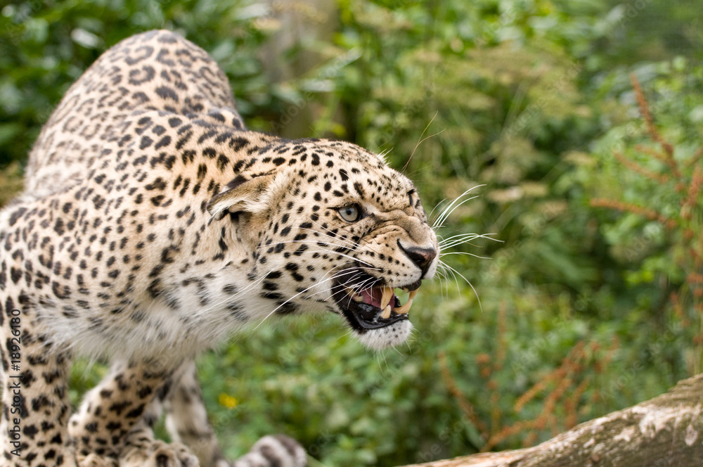 Snarling Leopard Stock