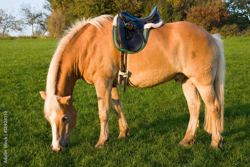 Pferd - Haflinger mit Sattel auf Wiese Stock-Foto | Adobe Stock
