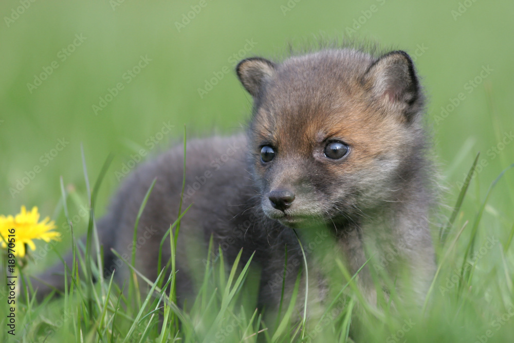 Fuchsbaby Stock-Foto | Adobe Stock