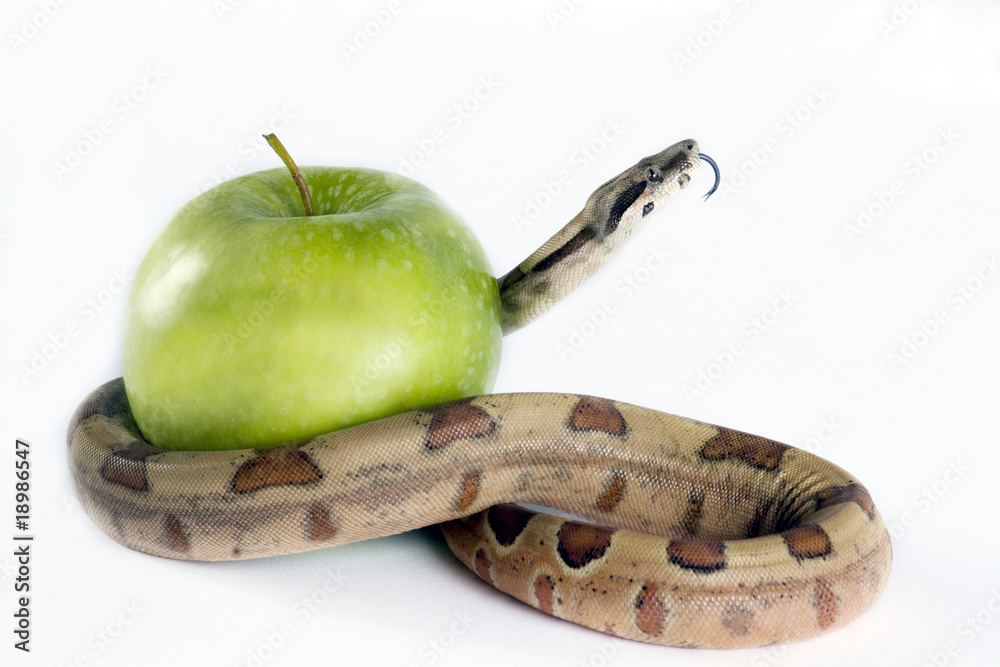 Snake and apple . Stock Photo | Adobe Stock