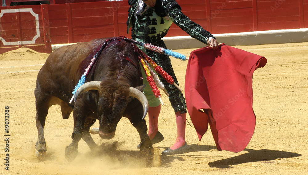 Toros 1017 foto de Stock | Adobe Stock