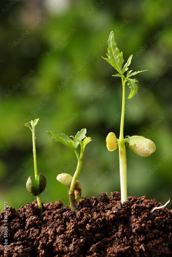 Three plants growing from soil Stock Photo | Adobe Stock