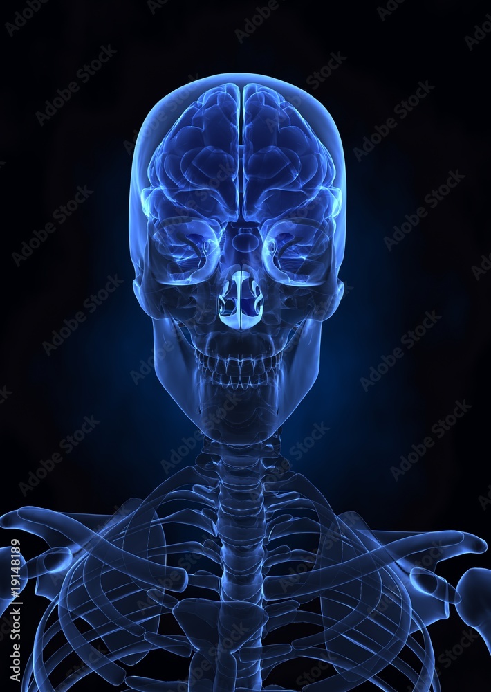 X- ray human brain, skull, spine and skeleton front view Stock ...