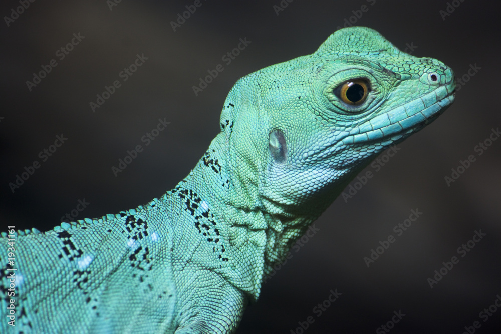 Blue Basilisk Lizard