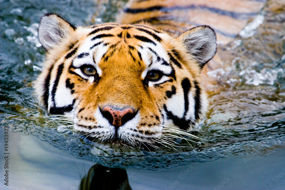 Tiger im Wasser Stock Photo | Adobe Stock