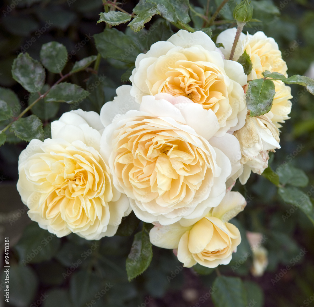 Strauchrose; Crocus Rose Stock-Foto | Adobe Stock