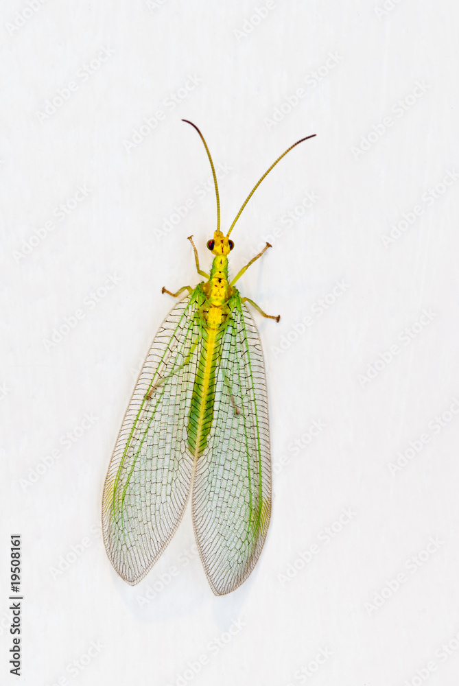 Yellow and green winged insect Stock Photo | Adobe Stock