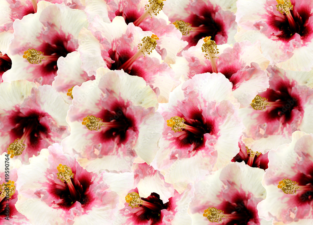 fond fleuri hibiscus Stock Photo | Adobe Stock