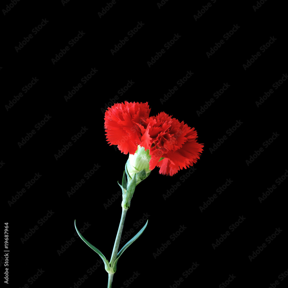 rote Nelke Stock-Foto | Adobe Stock