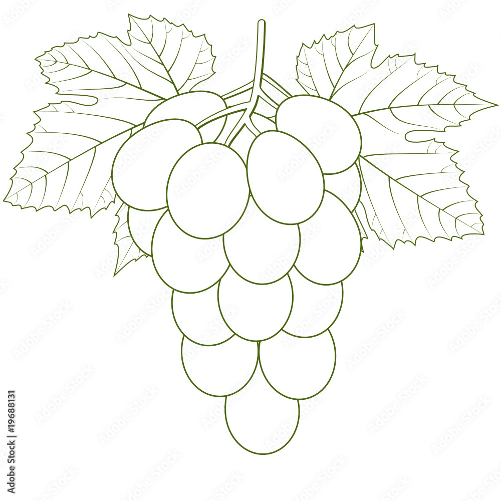 Weintrauben Stock-Vektorgrafik | Adobe Stock