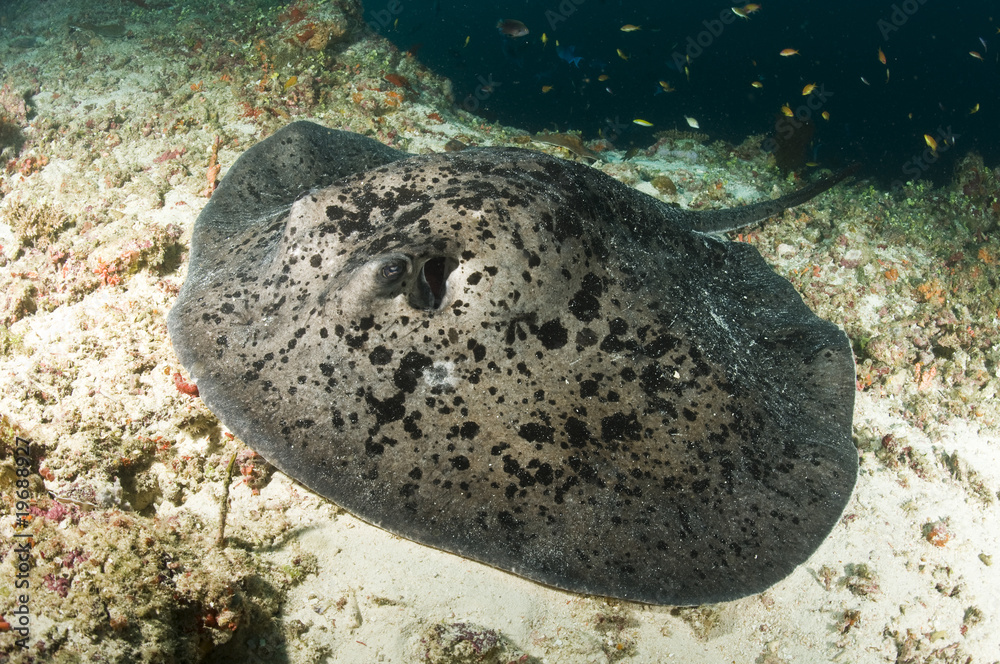 Récif et grande raie léopard noire, océan Indien, Maldives Stock-Foto ...