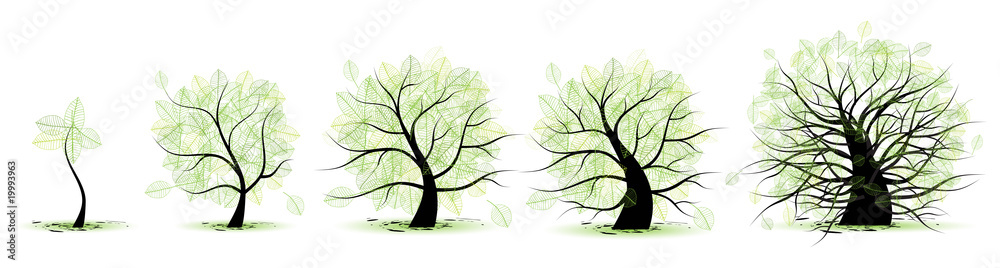 Life stages of tree:childhood,youth,adulthood,old age Stock ...