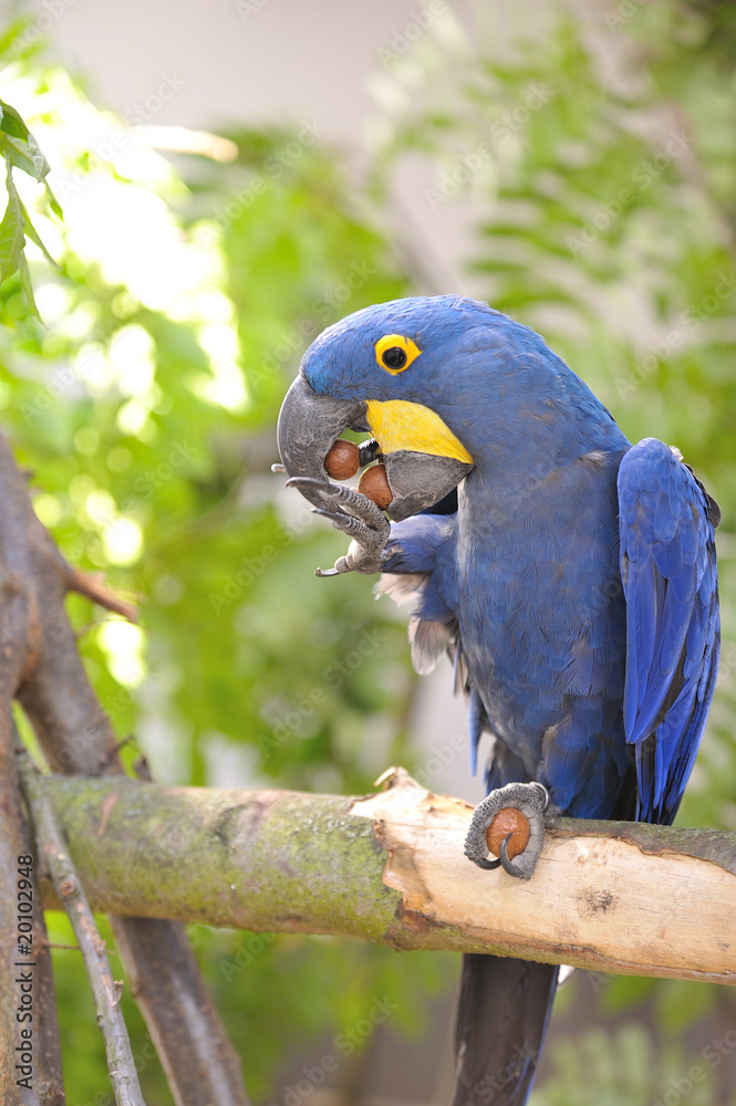 Hyazinthara Stock-Foto | Adobe Stock