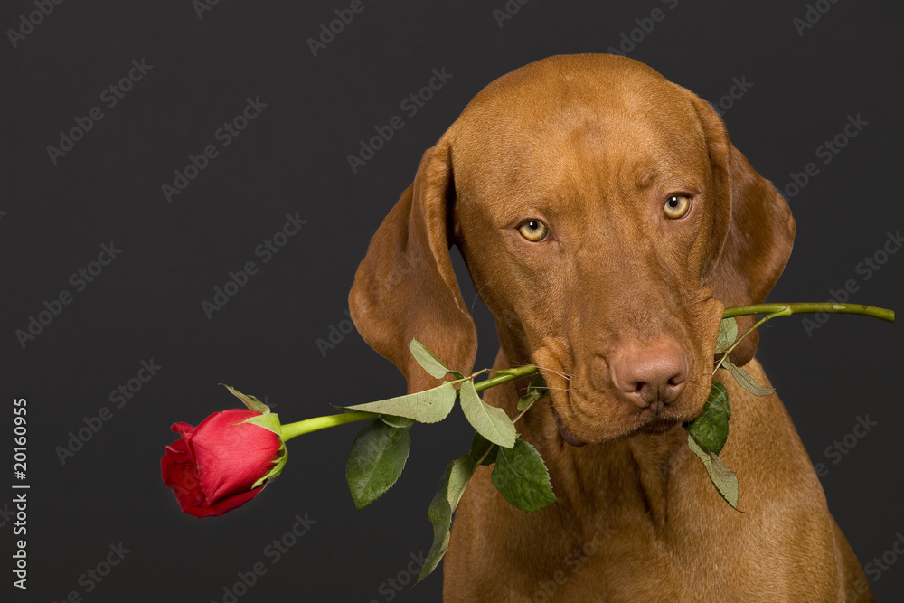 dog with rose Stock Photo | Adobe Stock