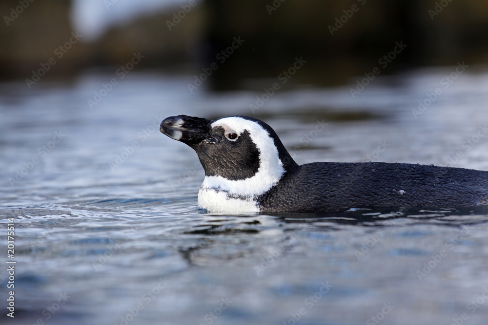 Zwergpinguin,dwarf penguin Stock Photo | Adobe Stock