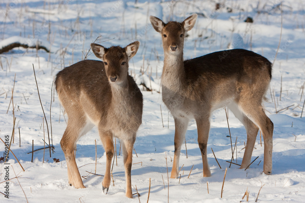 Scheue Rehe Stock-Foto | Adobe Stock