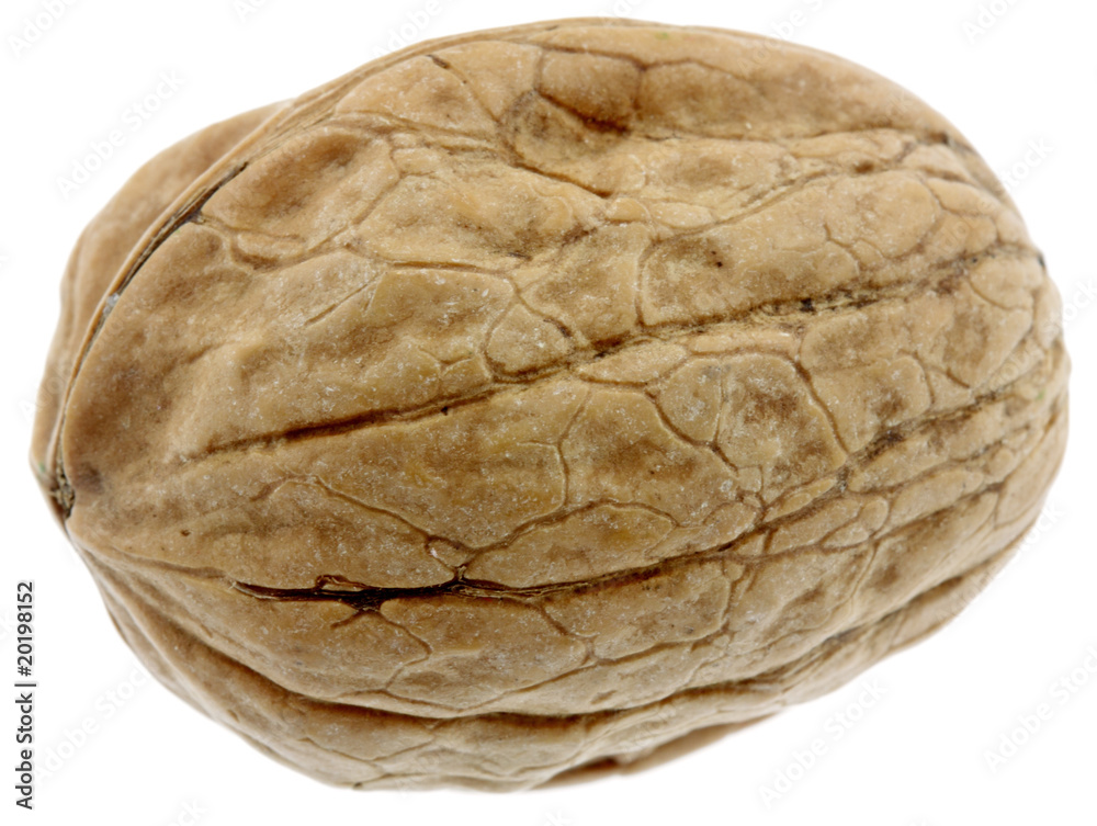 noix, fruit du Juglans regia, fond blanc Stock Photo | Adobe Stock