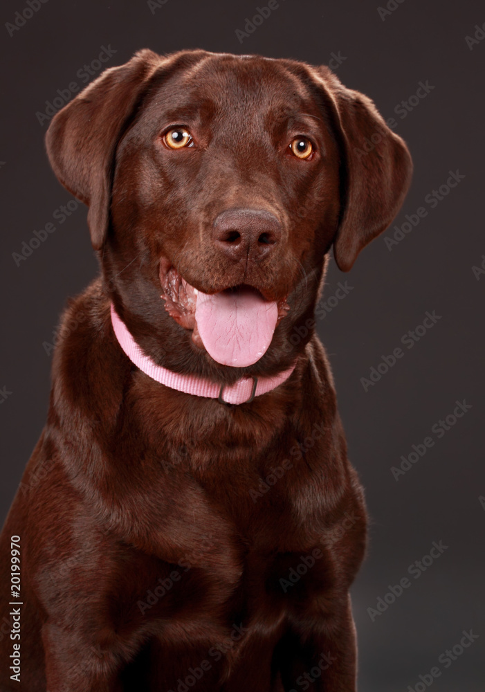 brown labrador dog Stock Photo | Adobe Stock