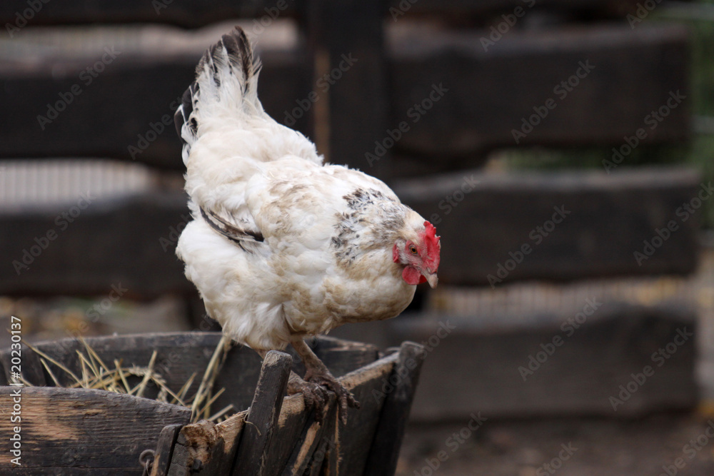 Weißes Huhn auf einem Strohwagen Stock Photo | Adobe Stock