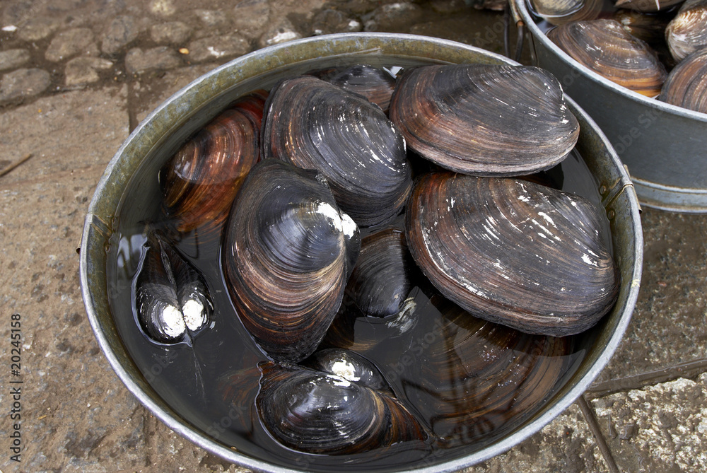 Muscheln Stock Photo | Adobe Stock