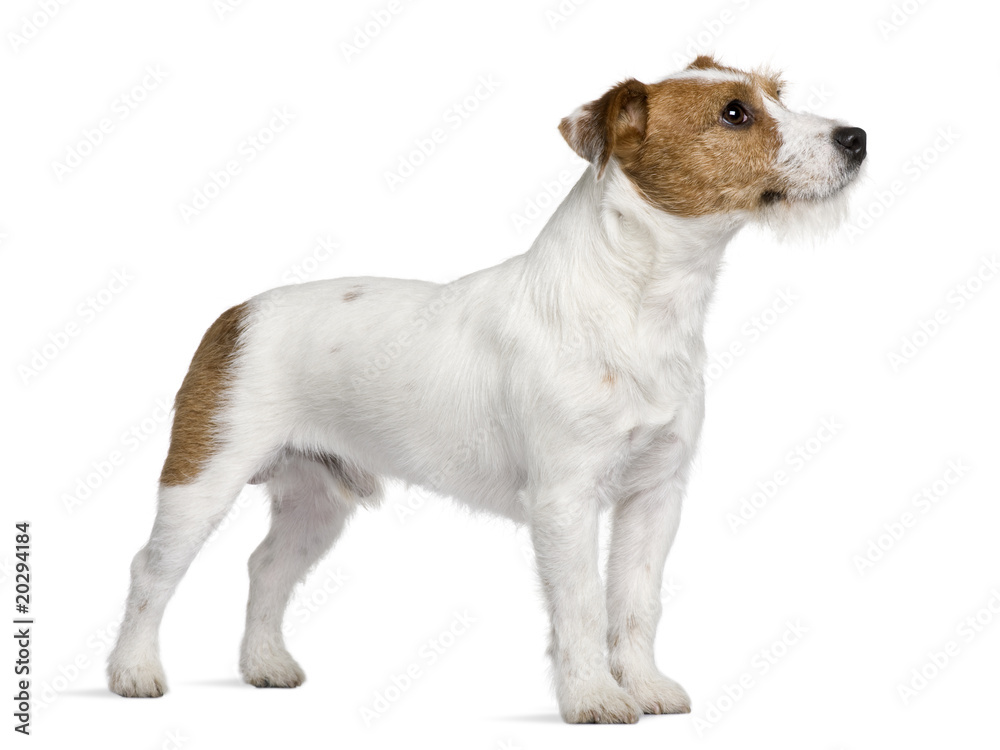 Jack Russell Terrier, standing in front of white background Stock Photo ...