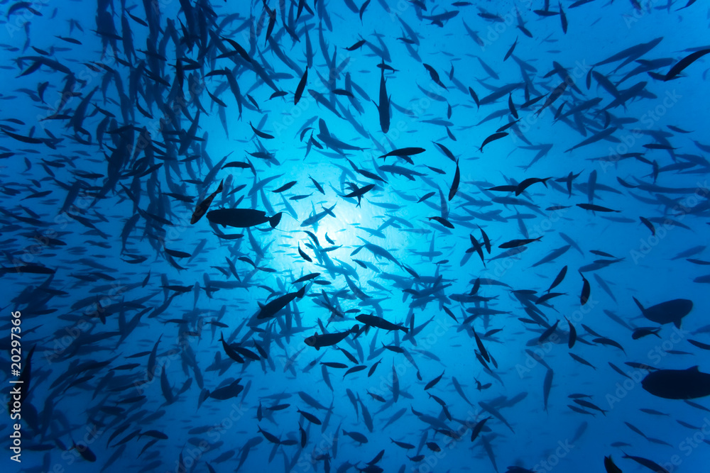 School of fishes Stock Photo | Adobe Stock