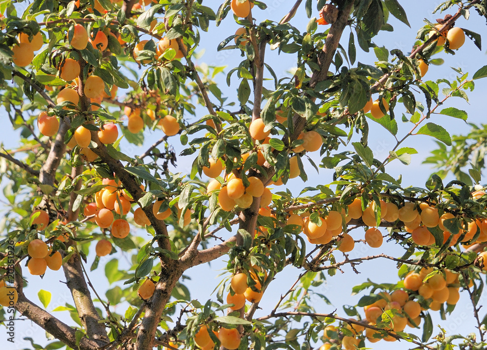 Mirabelles Photos | Adobe Stock