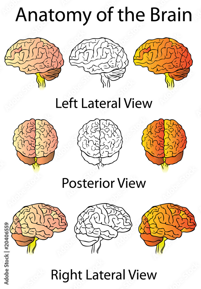 Medical Anatomy of the Brain Illustration Stock Illustration | Adobe Stock
