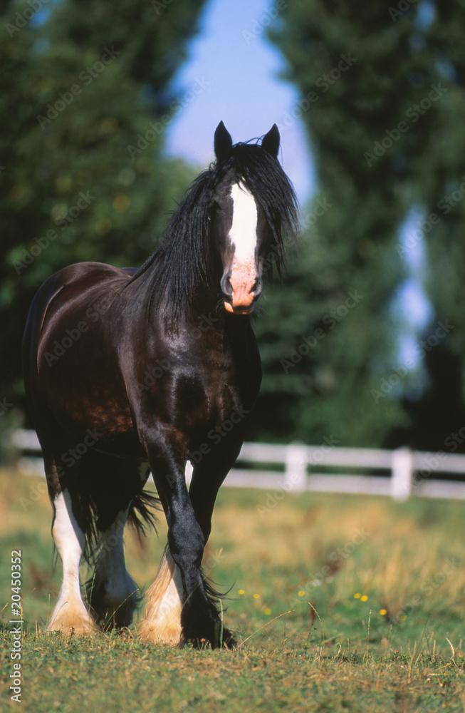 Cheval de trait shire de face dans la campagne Photos | Adobe Stock