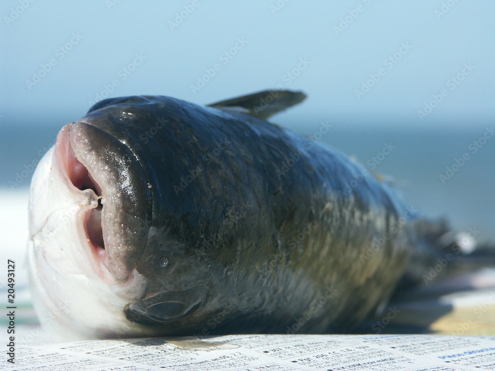 poisson, mulet Photos | Adobe Stock