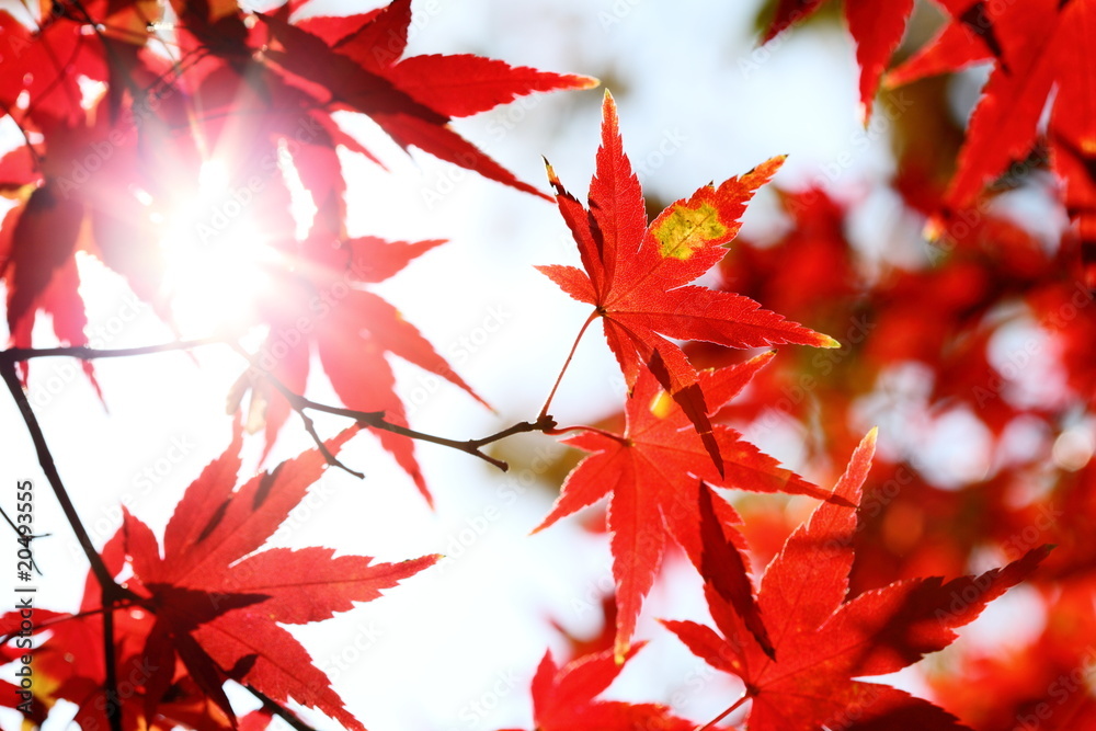 紅葉 (小石川植物園) Stock Photo | Adobe Stock