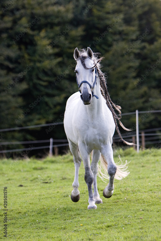 Pferd - Andalusier Stock-Foto | Adobe Stock